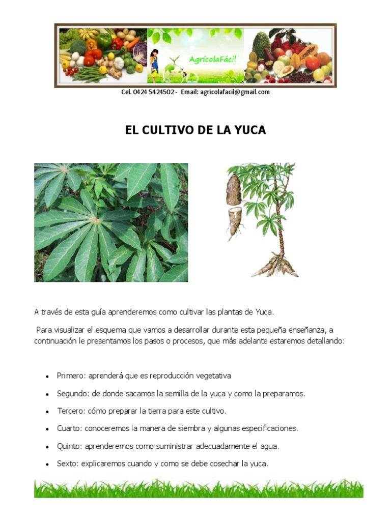 El Cultivo de La Yuca | PDF | Compost | Suelo