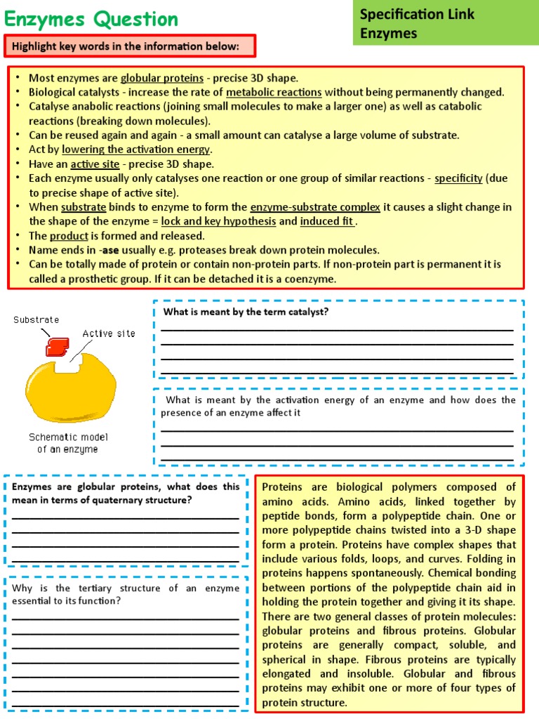 Enzymes Practice Question | Download Free PDF | Enzyme | Active Site