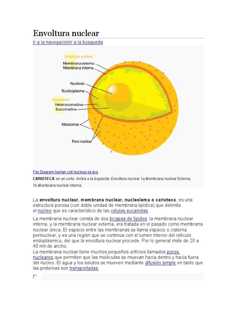 Estructura De La Membrana Nuclear Diagrama De Envoltura Nuclear Y