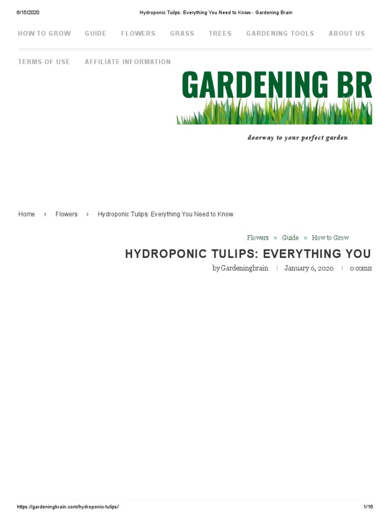 Hydroponic Tulips - Everything You Need To Know - Gardening Brain PDF | PDF | Tulip | Hydroponics