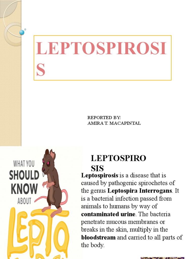 Leptospirosis: Causes, Symptoms, and Treatment | PDF | Immunology ...