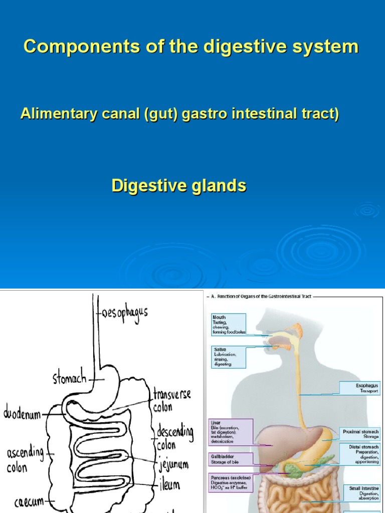 Components of The Digestive System | PDF | Muscle Contraction ...