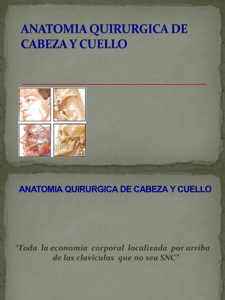 Anatomia Quirurgica De Cabeza Y Cuello Pdf Anatomía De Los Primates