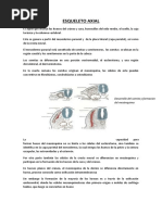 Prueba de Adams | PDF | La columna vertebral | Escoliosis