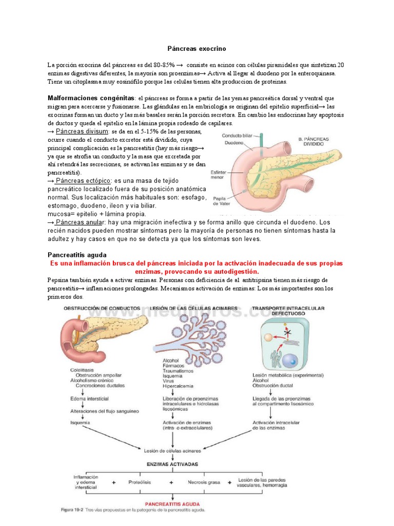 Pancreas Exocrino | PDF | Páncreas | Gastroenterología