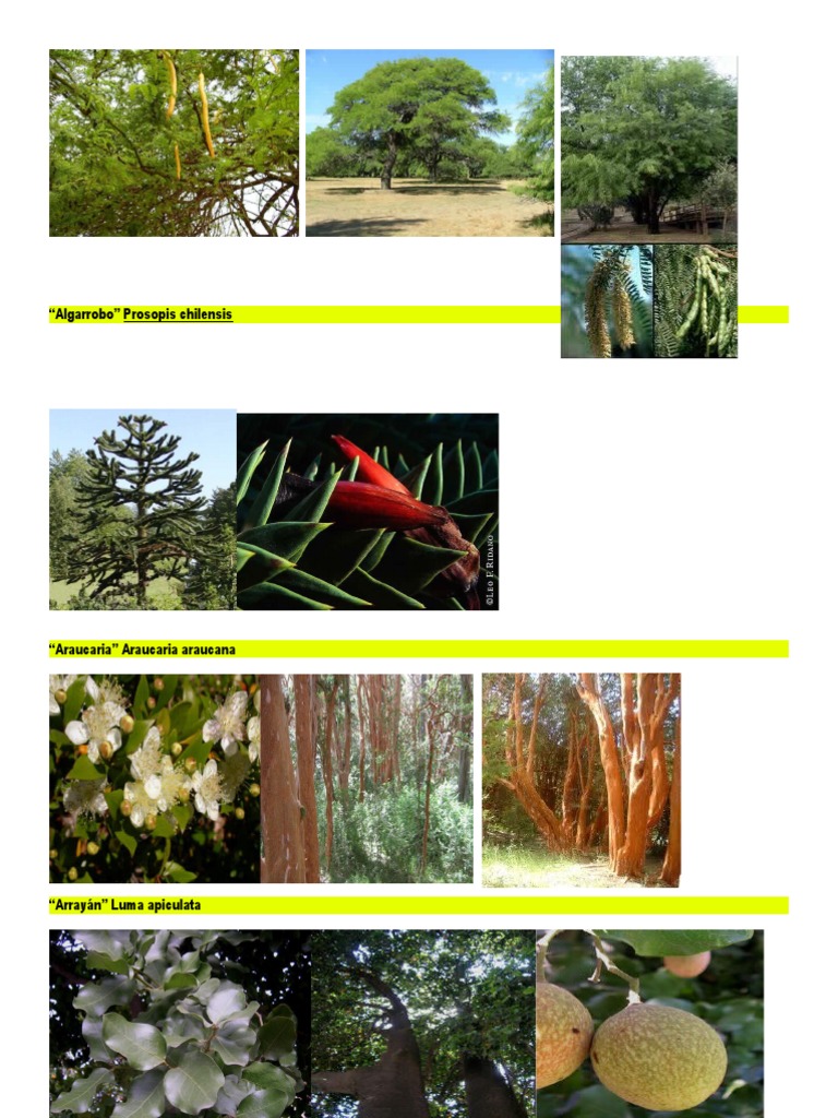Arboles Nativos Chilenos | PDF | Cocina, comidas y vino | Religión y ...
