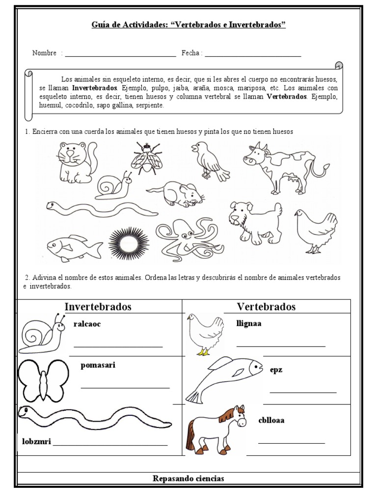 Guía de Actividades: “Vertebrados e Invertebrados”