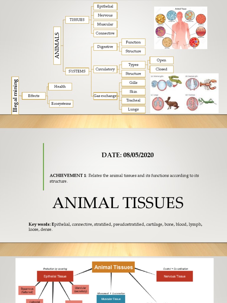 Animal Tissue 08 May | PDF | Tissue (Biology) | Human Body