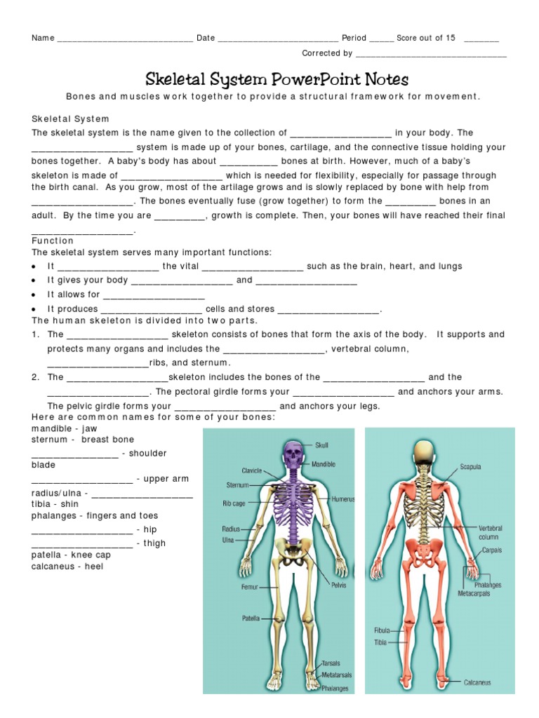 SkeletalSystemNotes PDF | PDF | Skeleton | Bone
