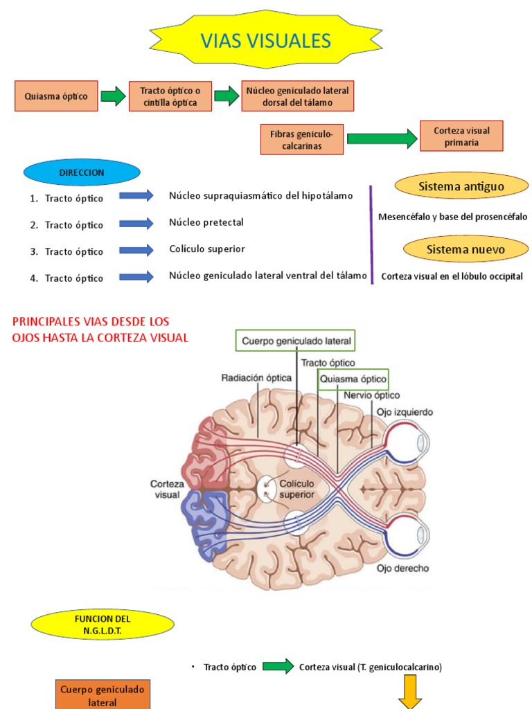 Vias Visuales | PDF | Percepción visual | Corteza visual