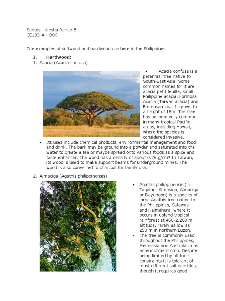 Timber Assignment | PDF | Pine | Wood