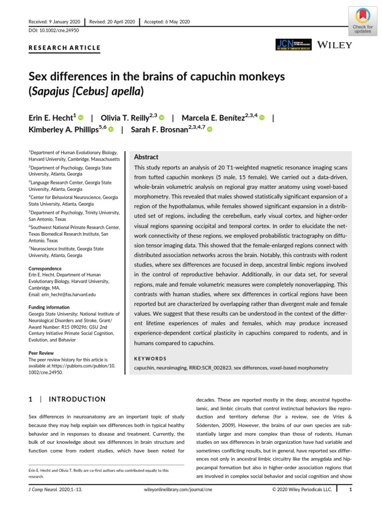 Hecht 2020 | PDF | Visual Cortex | Occipital Lobe