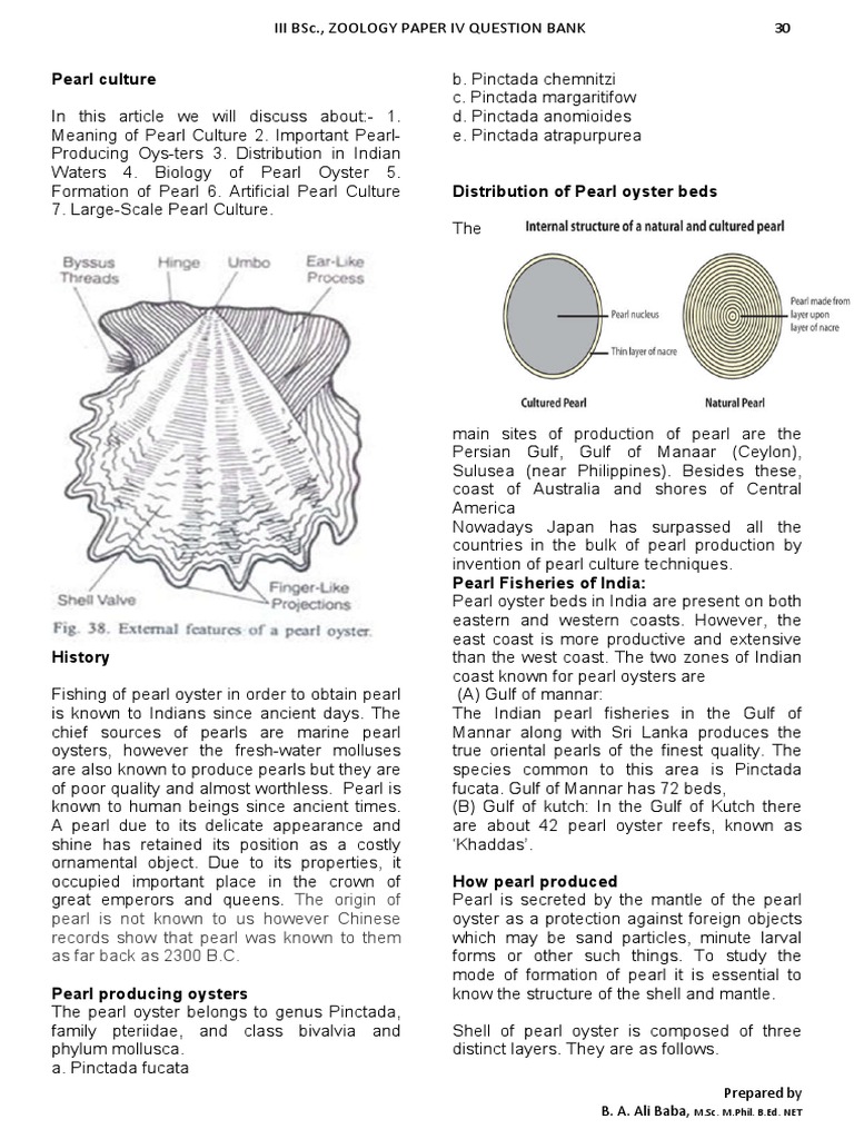 Pearl Oyester Culture | PDF | Pearl | Oyster
