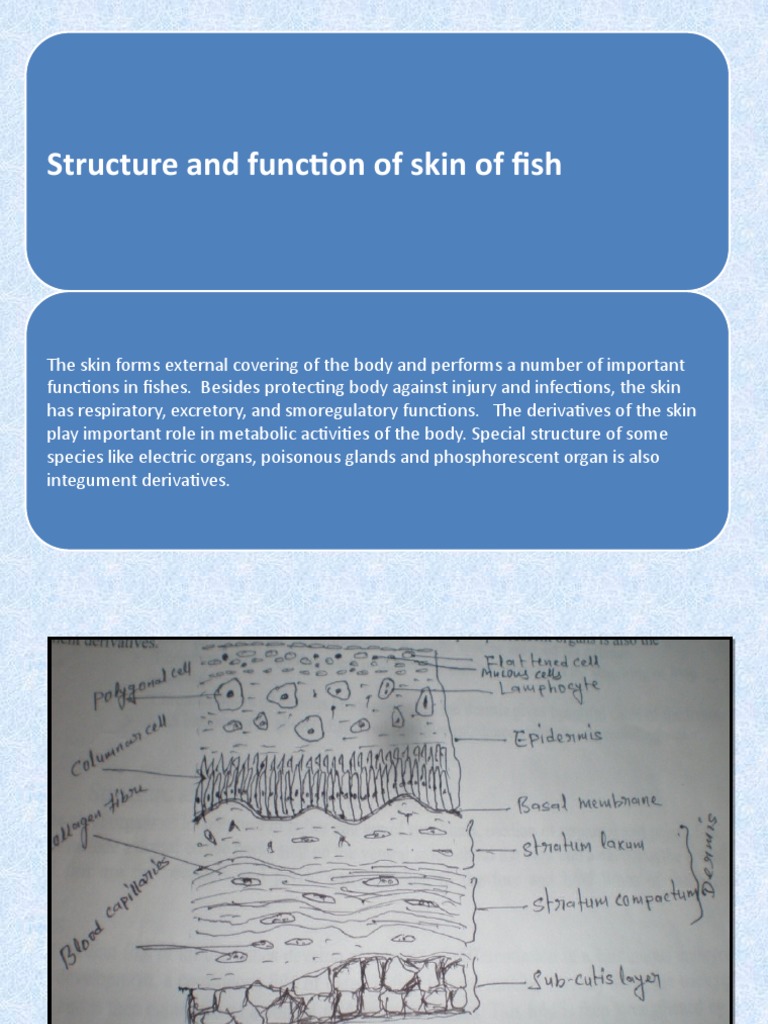 Structure and Function of Skin of Fish | PDF | Skin | Fish