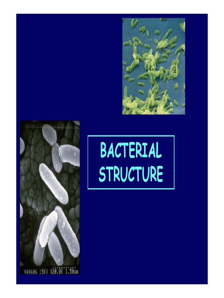 Bacterial Structure and Classification Guide | PDF | Gram Positive ...