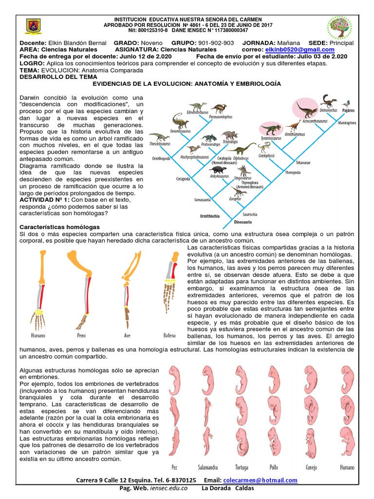 Anatomia Comparada Guia 4 PDF | PDF | Homología (biología) | Evolución