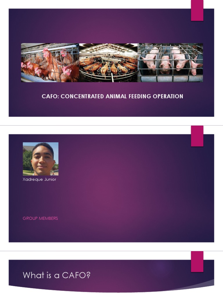 Cafo: Concentrated Animal Feeding Operation | PDF