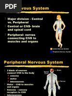 Brain Mnemonics and Functions | PDF | Cerebral Hemisphere | Cerebral Cortex