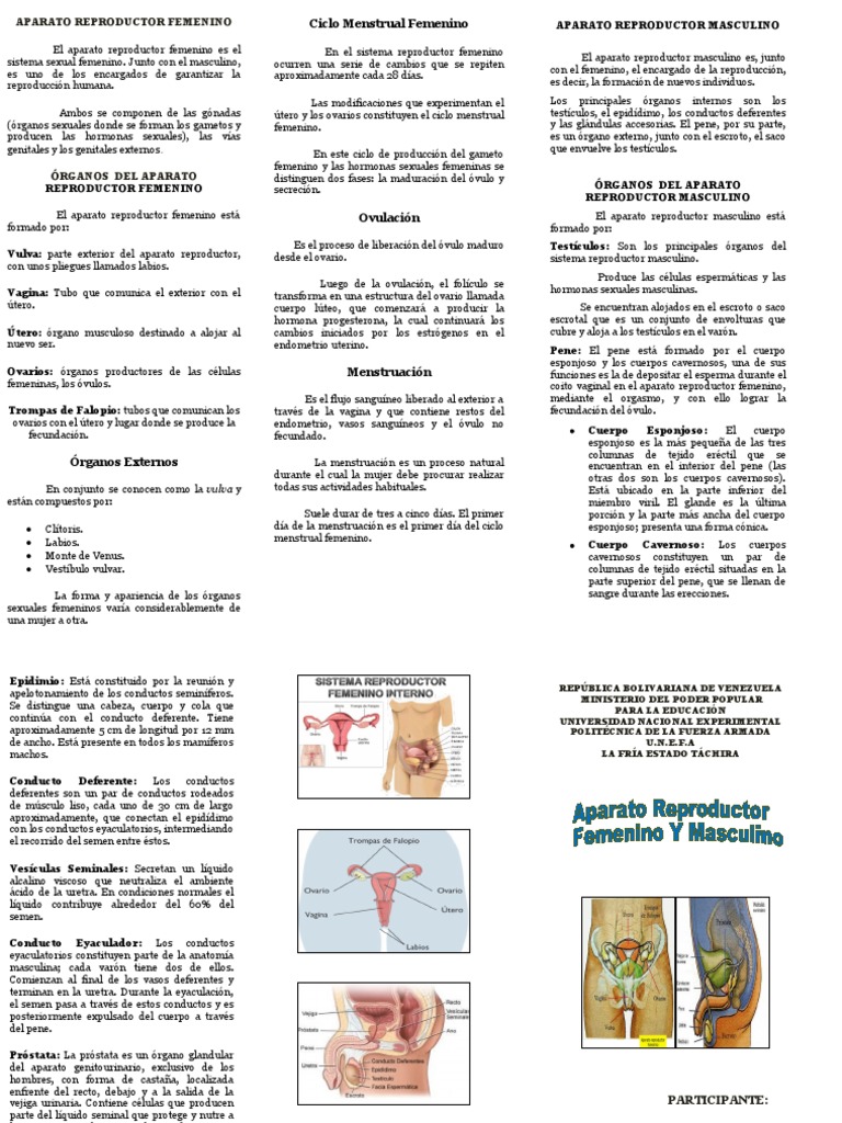 Triptico Aparato Reproductor Femenino y Masculino | PDF | Semen | Ciclo menstrual
