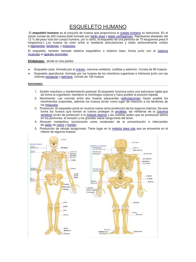 Esqueleto Humano PDF | PDF | Esqueleto | Hueso