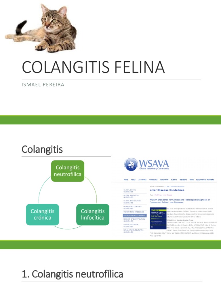 Colangitis Felina | PDF | Sistema digestivo | Hígado