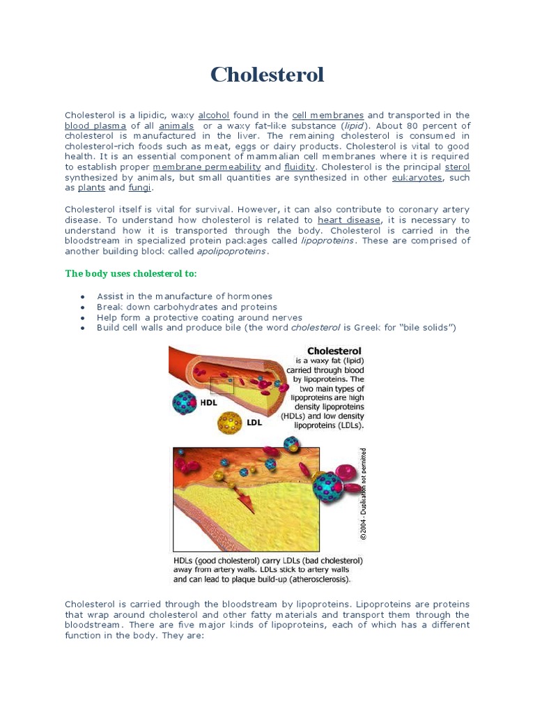 Cholesterol: The Body Uses Cholesterol To | Download Free PDF ...