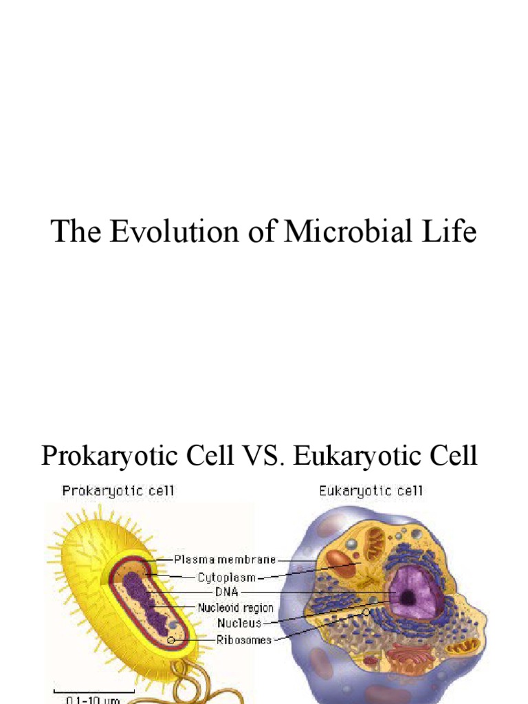 04 Prokaryotes and Protists Bi 3 | Download Free PDF | Prokaryote ...