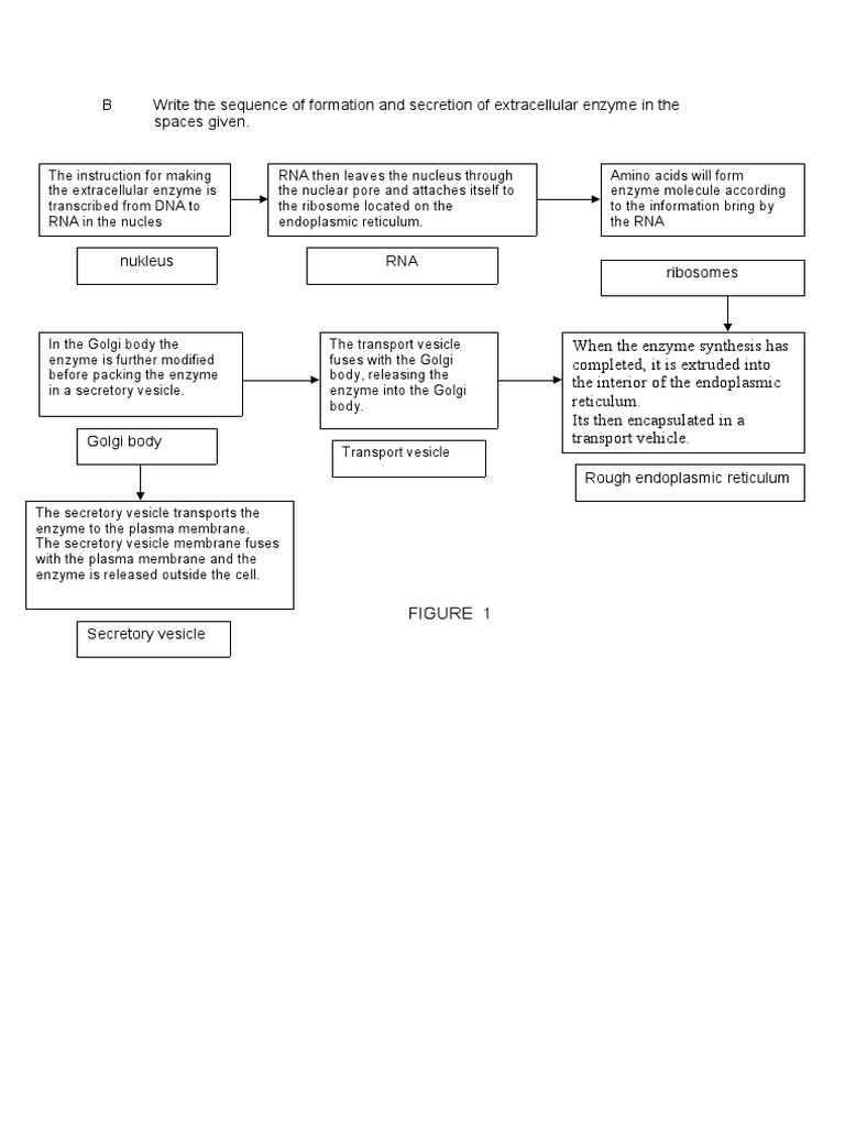 BWrite The Sequence of Formation and Secretion of Extracellular Enzyme ...