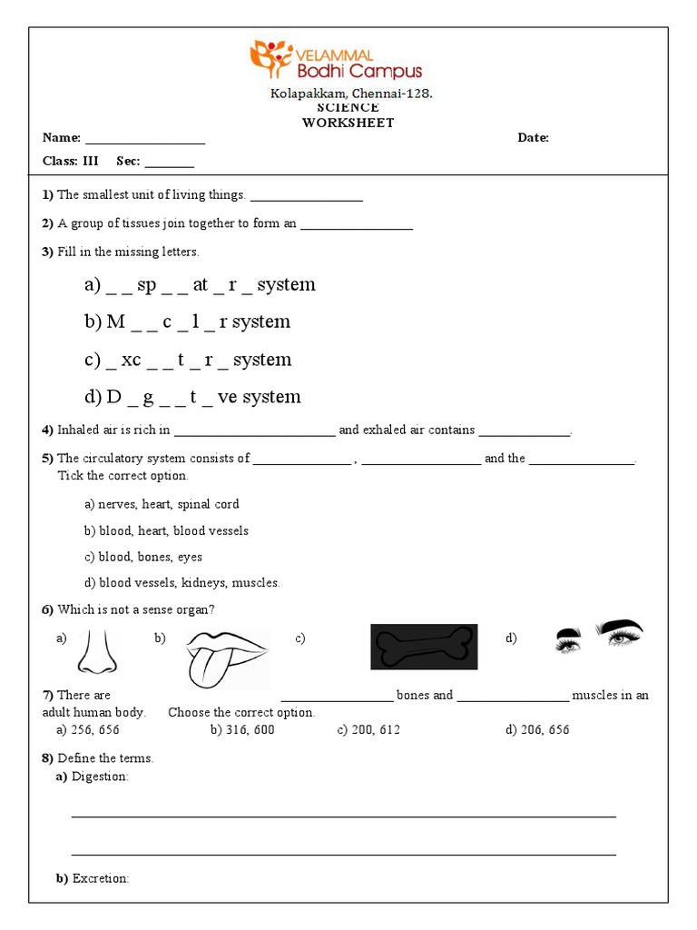 Understanding the Human Body: A Science Worksheet on Key Body Systems ...