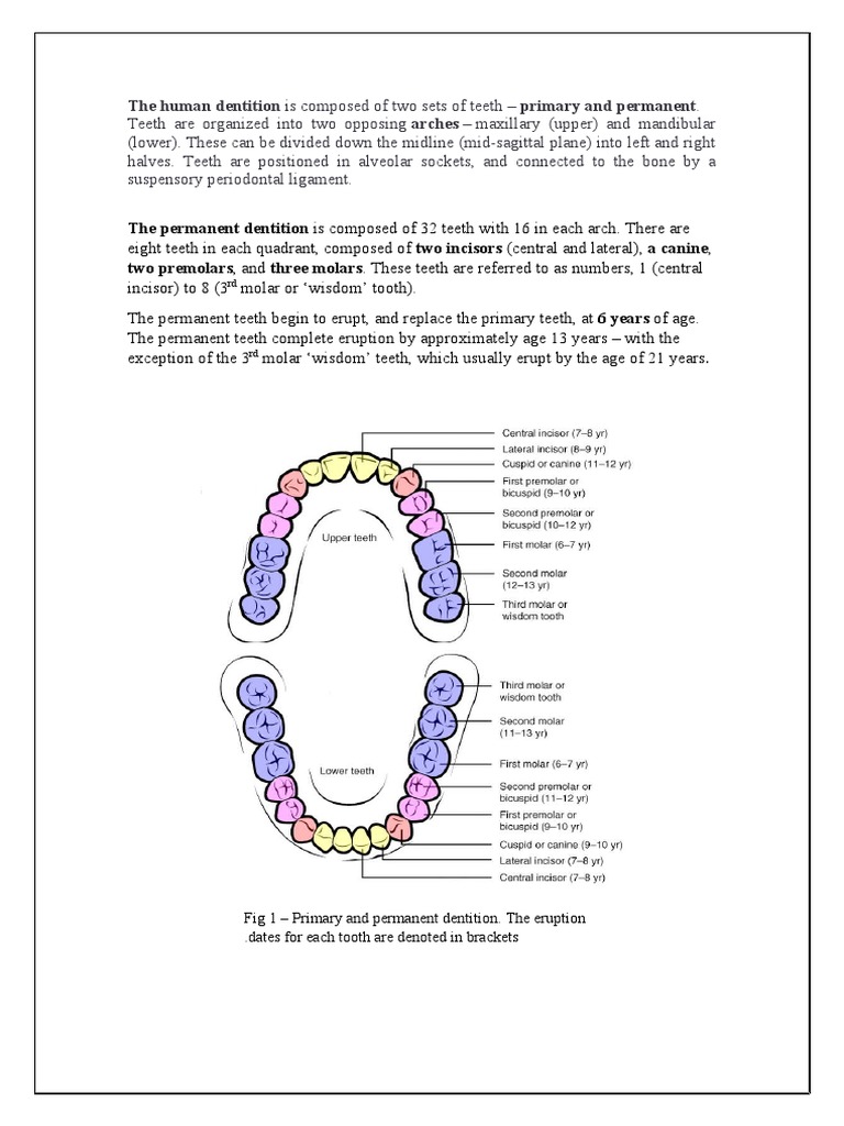 Dent | PDF | Human Tooth | Animal Anatomy