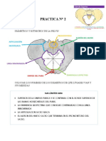 Diámetros de la Pelvis Interna y Externa | PDF | Pelvis | Anatomía humana