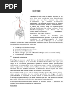 ESÒFAGO (Anatomía, Embriología, Histología y Fisiología) | PDF ...