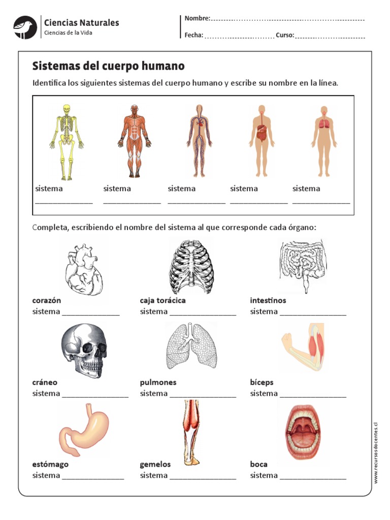 Actividades sobre sistemas del cuerpo humano | PDF