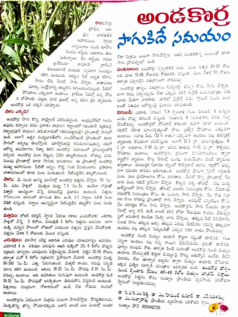 Cultivation of Andu Korralu (Millet) | PDF