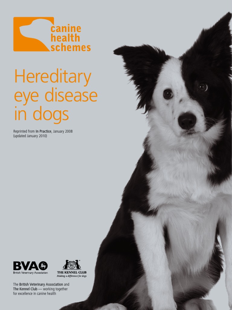 Eye Leaflet | PDF | Glaucoma | Visual Impairment