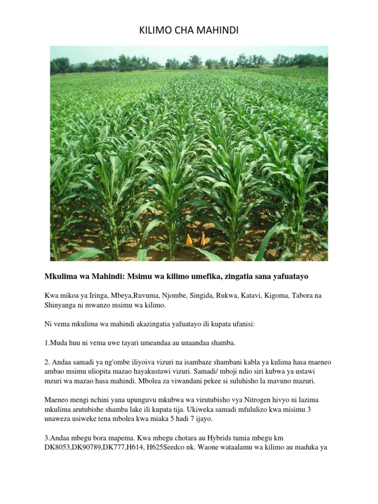 Kilimo Cha Mahindi | PDF