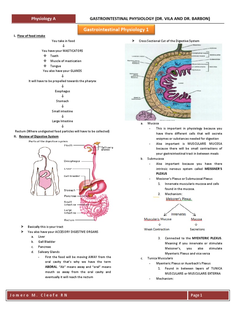 3.3 GIT Physiology Part 1 Vila | PDF | Gastrointestinal Tract | Human ...
