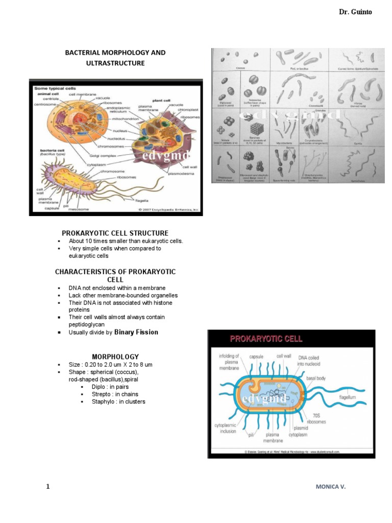 BACTERIAL MORPHOLOGY AND ULTRASTRUCTURE - Dr. Guinto | PDF | Cell (Biology) | Bacteria