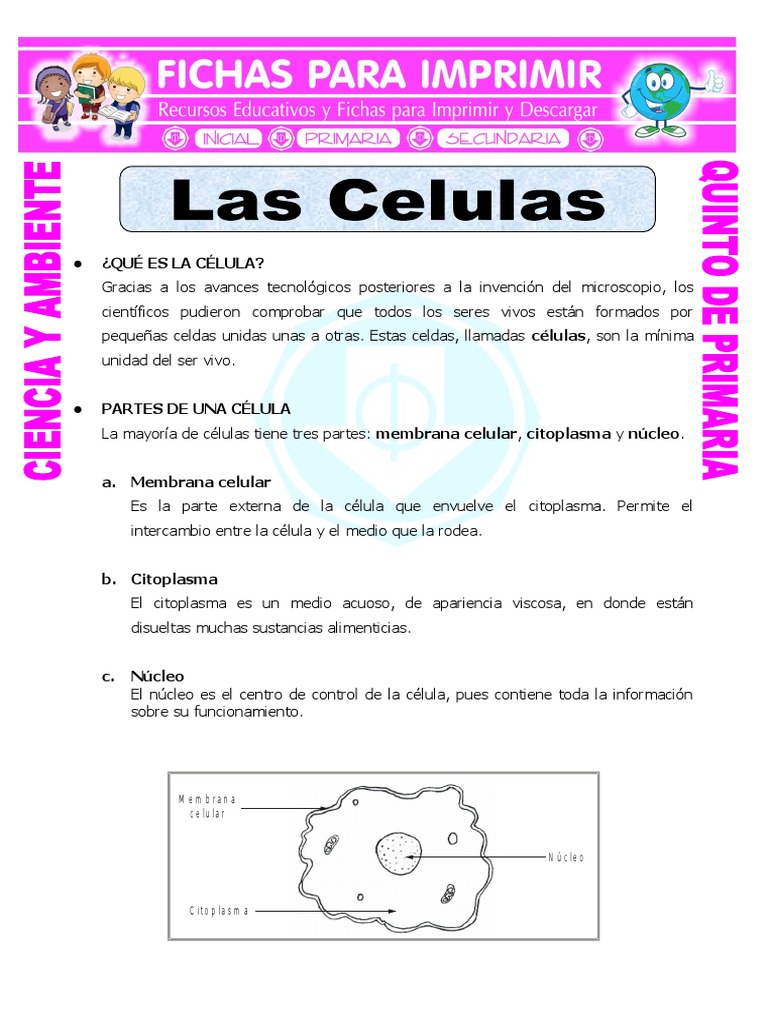 Ficha Las Celulas para Quinto de Primaria | PDF | Citoplasma | Biología Celular)
