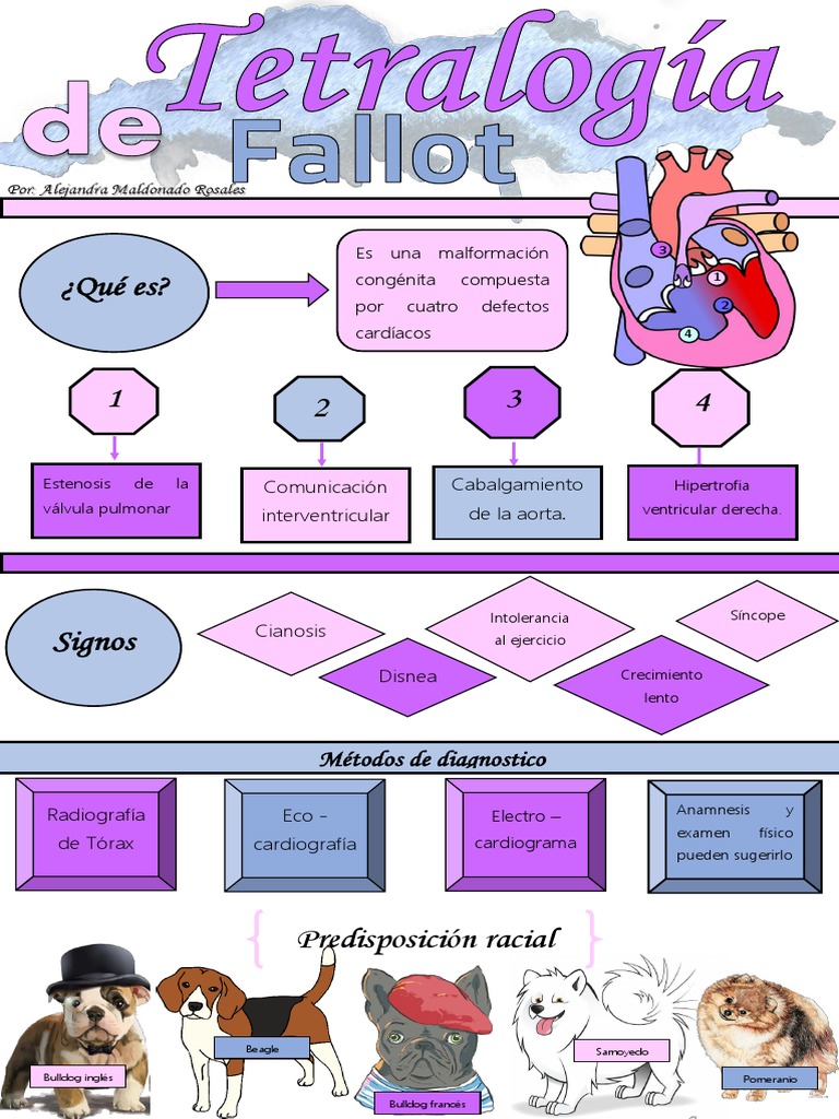 Fisiopatología de la Tetralogía de Fallot | PDF