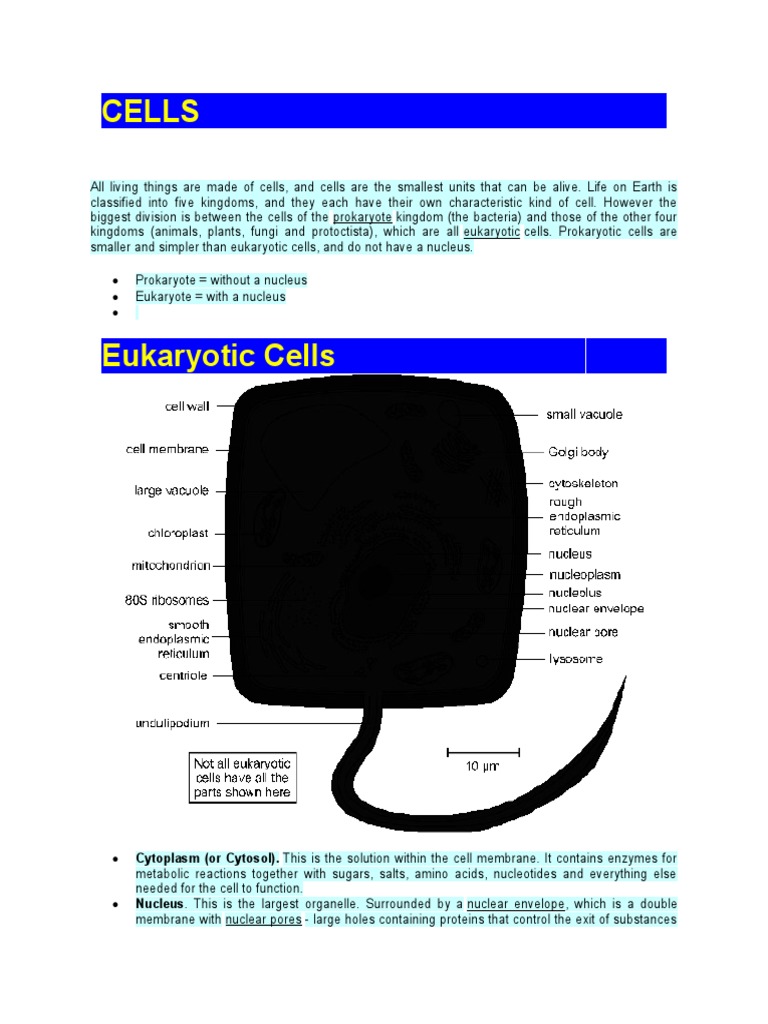 Cells: Cytoplasm (Or Cytosol) - This Is The Solution Within The Cell ...
