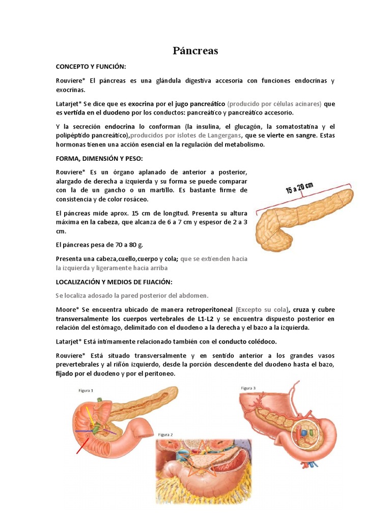 Anatomía y Función del Páncreas | PDF | Morfología (biología) | Anatomía