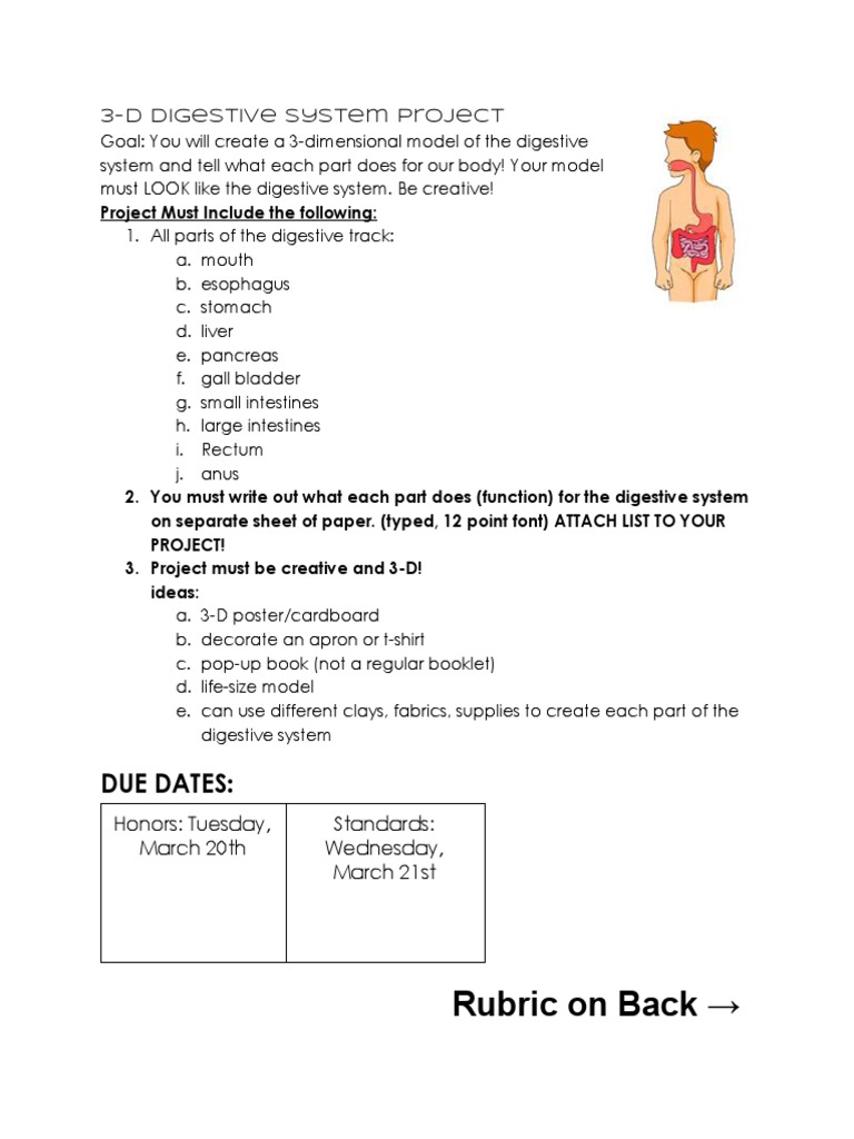 Digestive System Project | PDF | Gastrointestinal Tract | Digestion