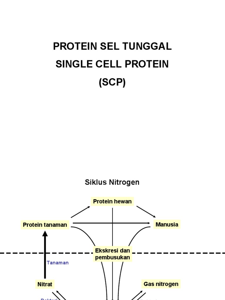 Protein Sel Tunggal Single Cell Protein (SCP) | PDF