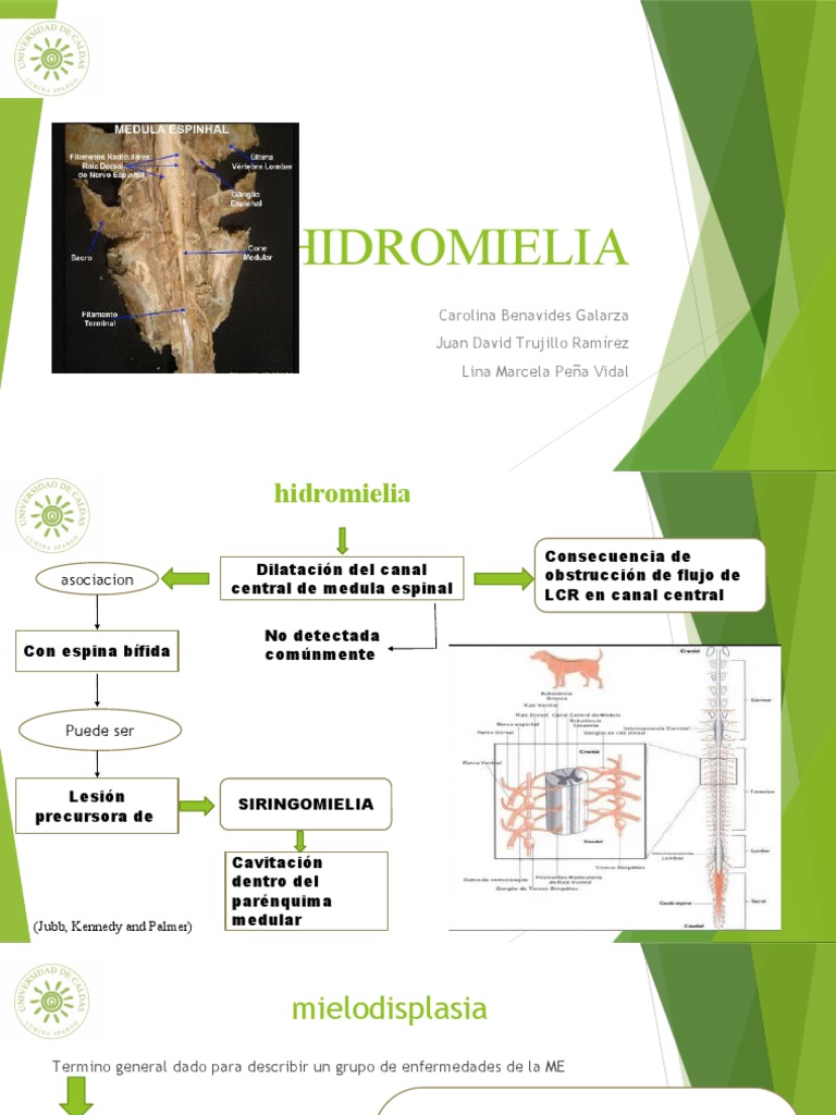 HIDROMIELIA | PDF | Enfermedades y trastornos humanos | Especialidades ...
