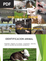 Tipos de Pandas: Gigante y Rojo | PDF | Panda gigante | Zoología