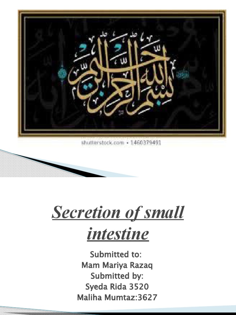 Secretion of Small Intestine | PDF | Small Intestine | Gastrointestinal ...