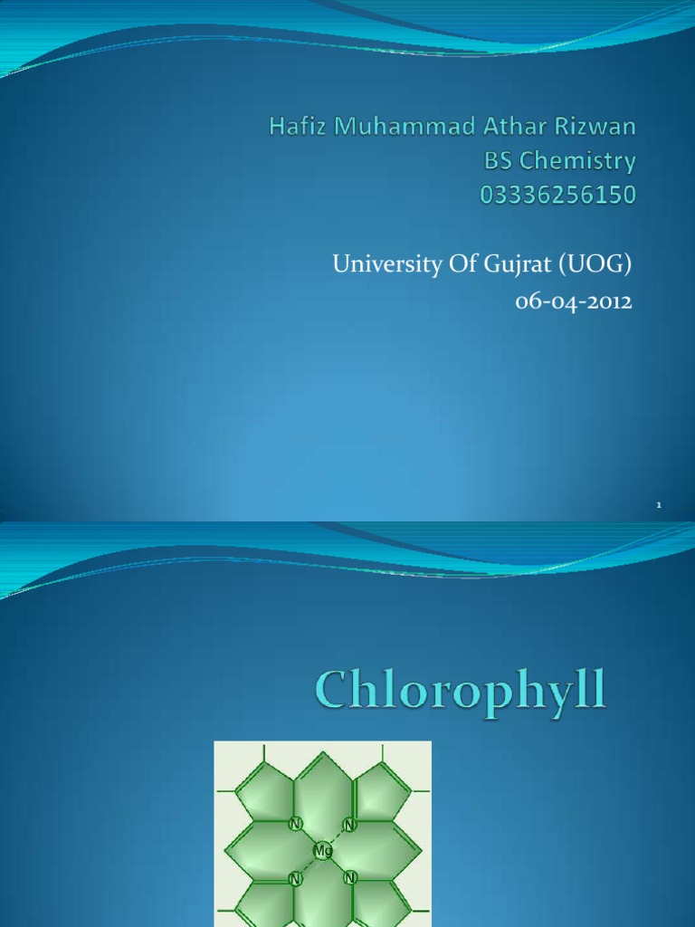 The Role of Chlorophyll in Photosynthesis: A Comprehensive Overview of ...