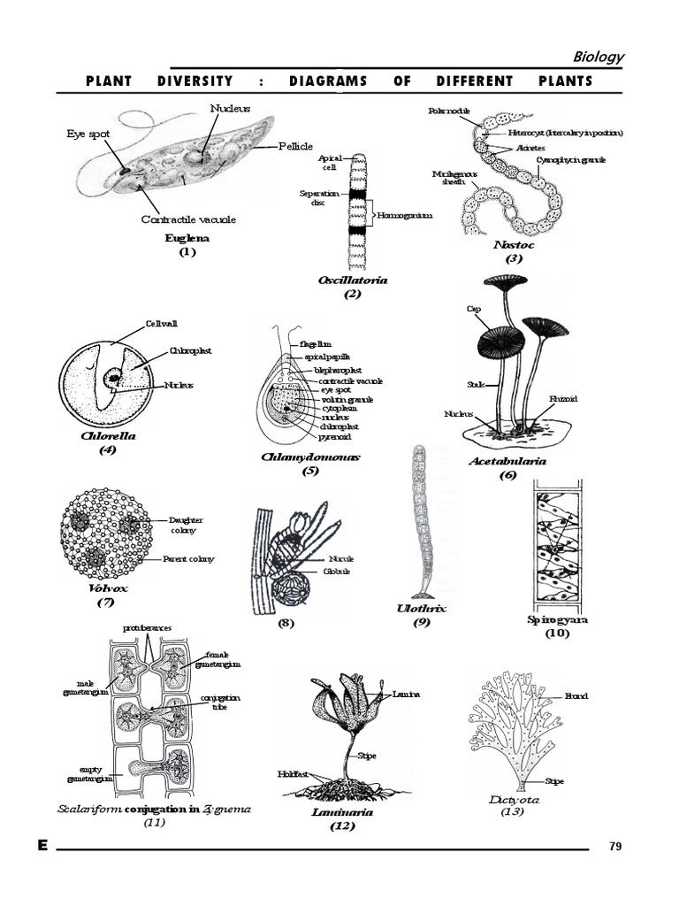 Plant Diversity: Diagrams OF Different Plants: Biology | PDF | Plants ...