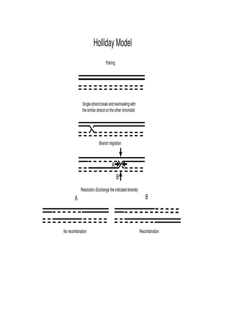 Holliday Model: Pairing | PDF